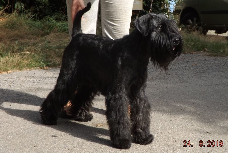 Accueil - Elevage Des Regaires - eleveur de chiens Schnauzer